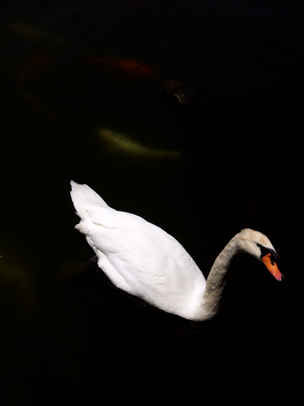 { davidsylvian.com } Photographs vol 21